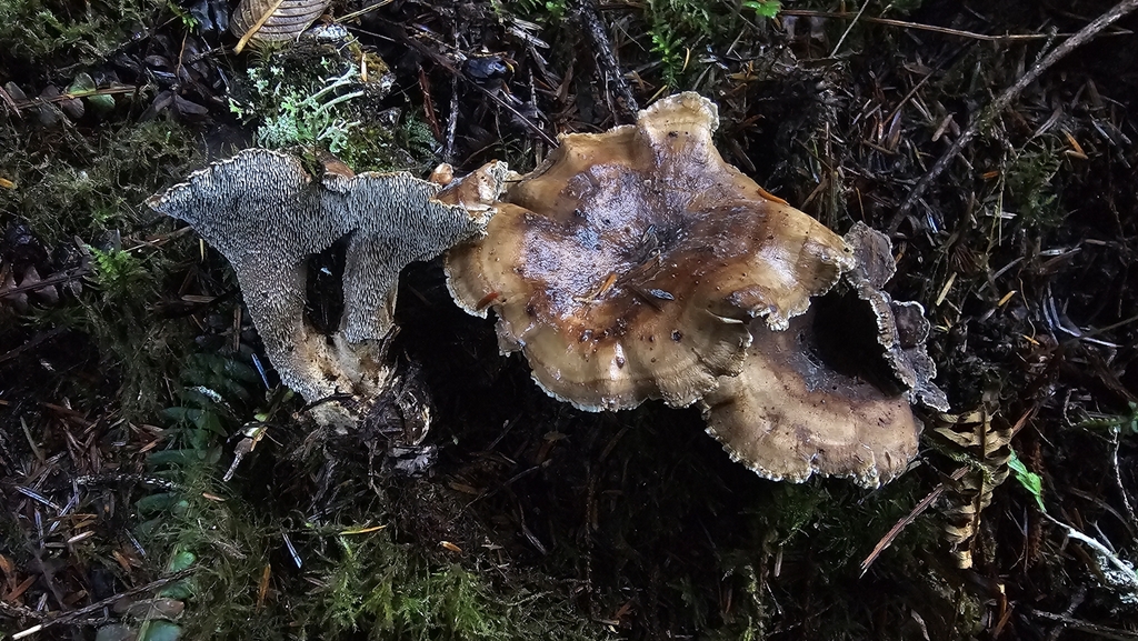 Fungi Including Lichens from Grays Harbor County, US-WA, US on October ...