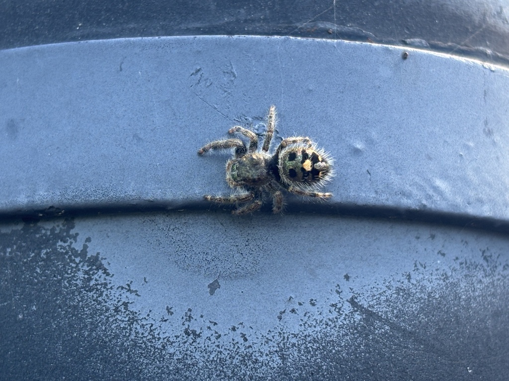 Bold Jumping Spider from Cardinal Run Park South, Lexington, KY, US on ...