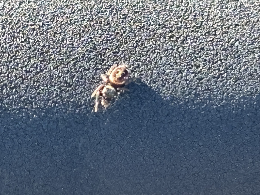 Golden Jumping Spider from Cardinal Run Park South, Lexington, KY, US ...