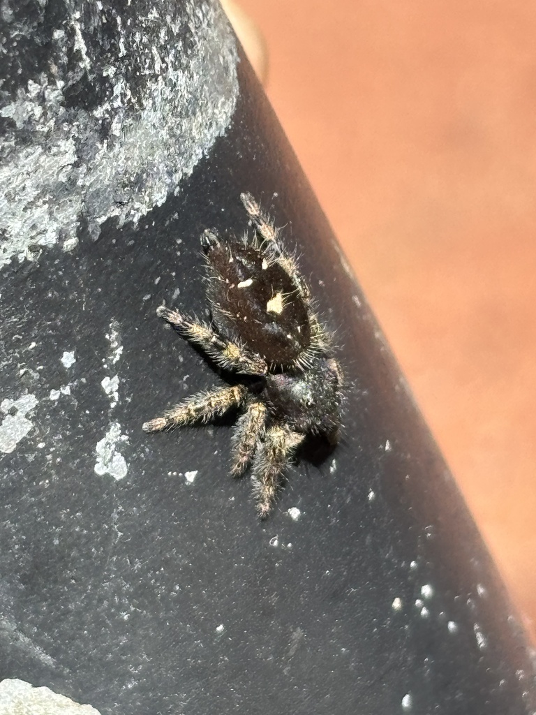 Bold Jumping Spider from Cardinal Run Park South, Lexington, KY, US on ...