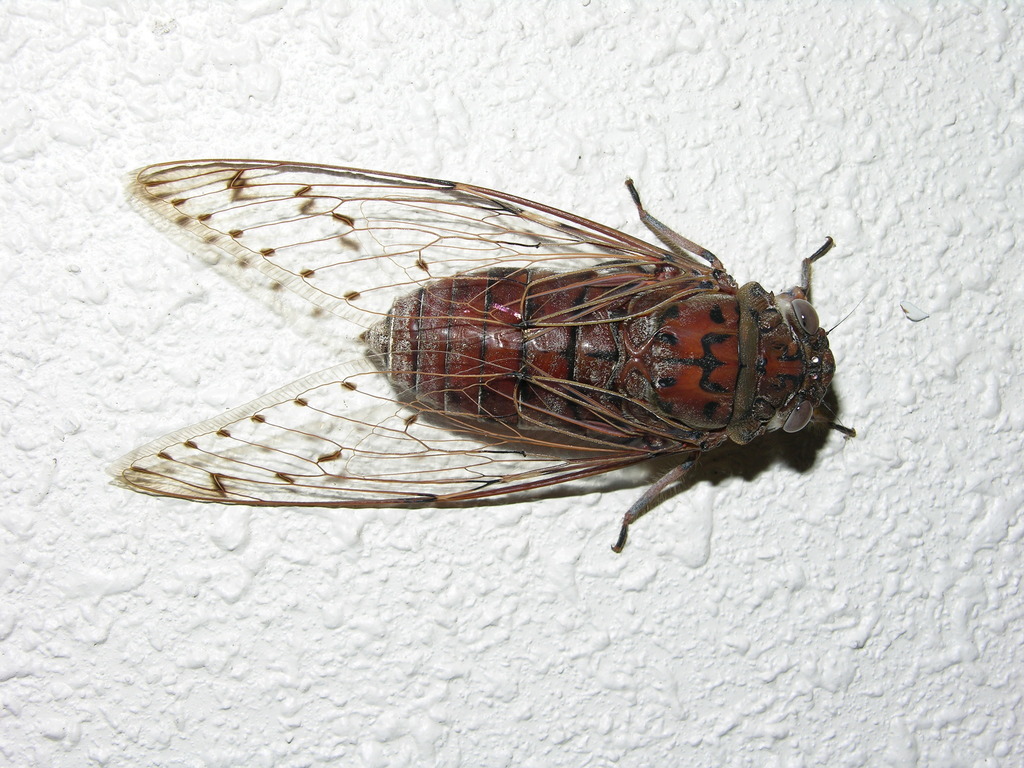 Empress Cicada from Bukit Fraser, 49000 Bukit Fraser, Pahang, Malaysia ...