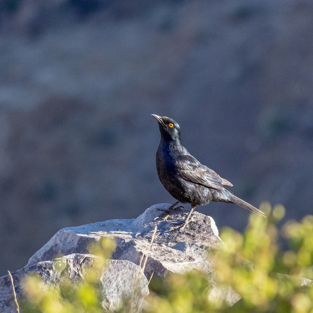 Pale-winged Starling from Fish River Lodge, D463, Seeheim, Namibia on ...
