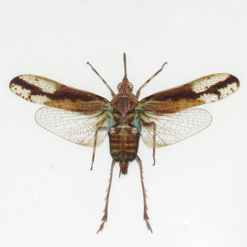 Prolepta ferocula · iNaturalist