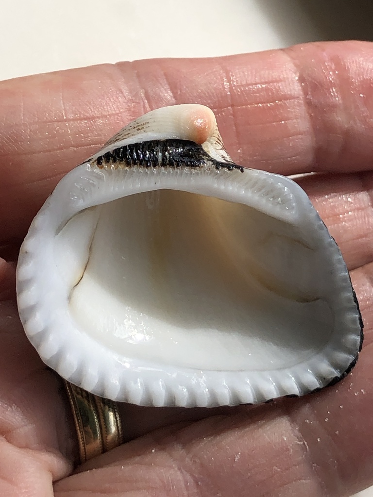 Ponderous Ark (North carolina marine molluscs) · iNaturalist