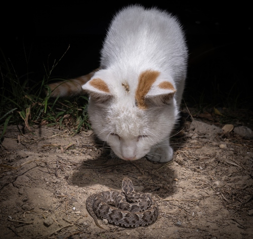 Short-tailed Mamushi (Gloydius brevicauda) - Snakes and Lizards