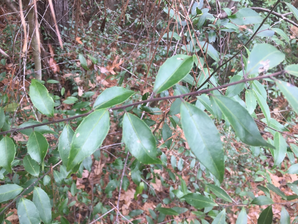 Large Gallberry from Shepard State Park, Gautier, MS, US on December 8 ...
