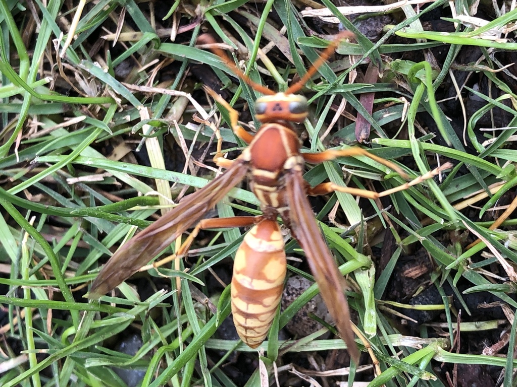 Golden Paper Wasp from W Chapala Dr, Tucson, AZ, US on December 8, 2019 ...