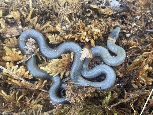 ring-necked snake (Diadophis punctatus) - Snakes and Lizards