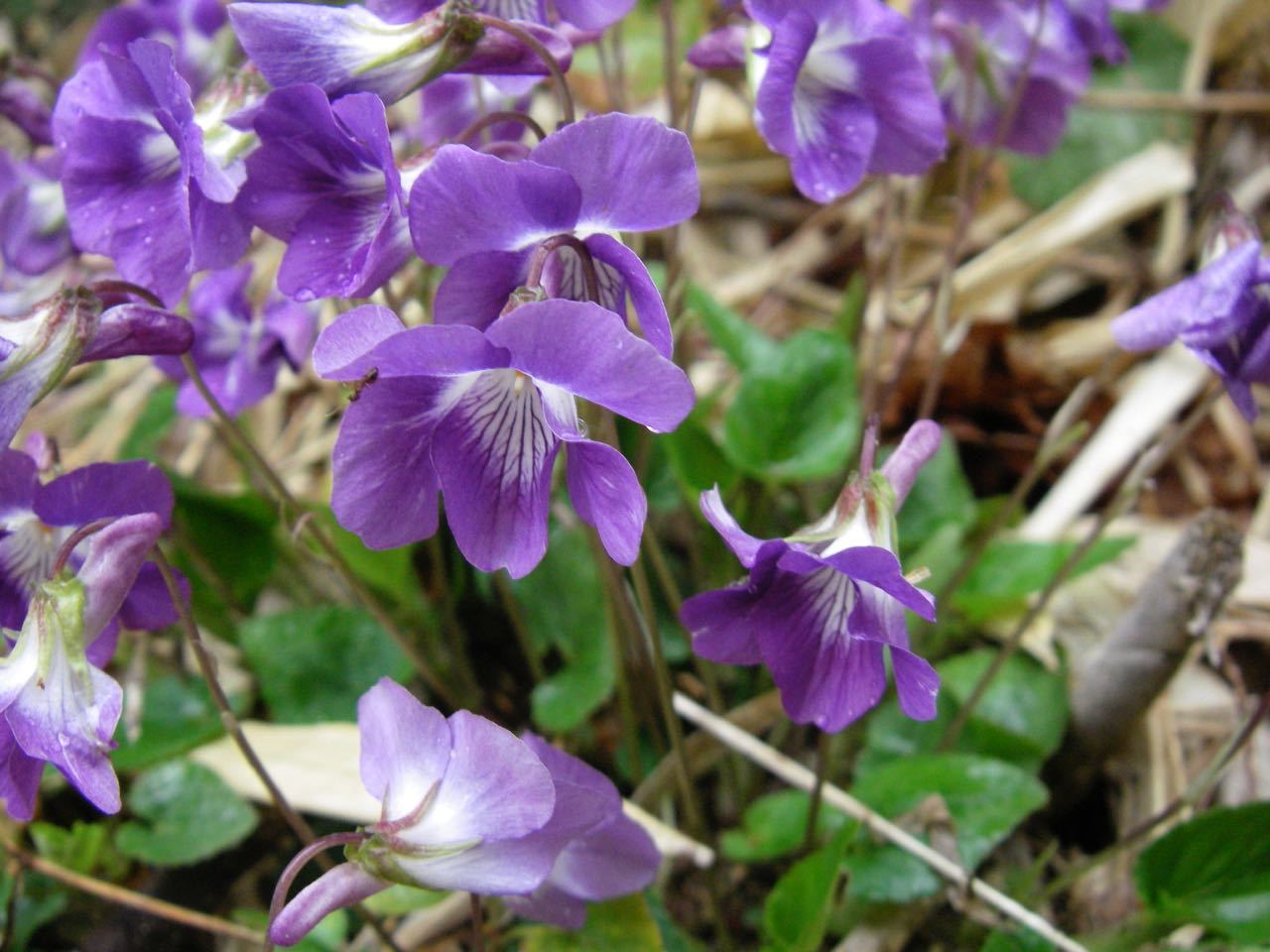 Viola obtusa (Makino) Makino