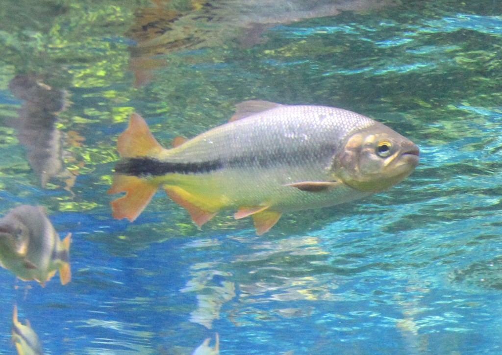 Piraputanga (Brycon hilarii) - Marine Life Identification