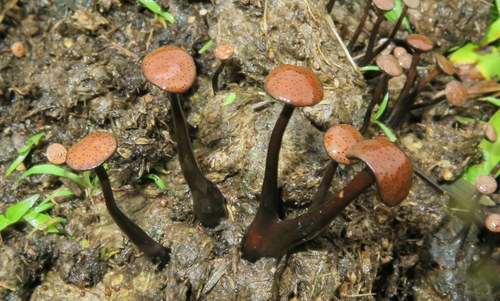 Nail Fungus (Poronia oedipus)