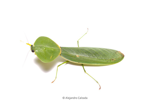 Peruvian Shield Mantis (Choeradodis rhombicollis) · iNaturalist