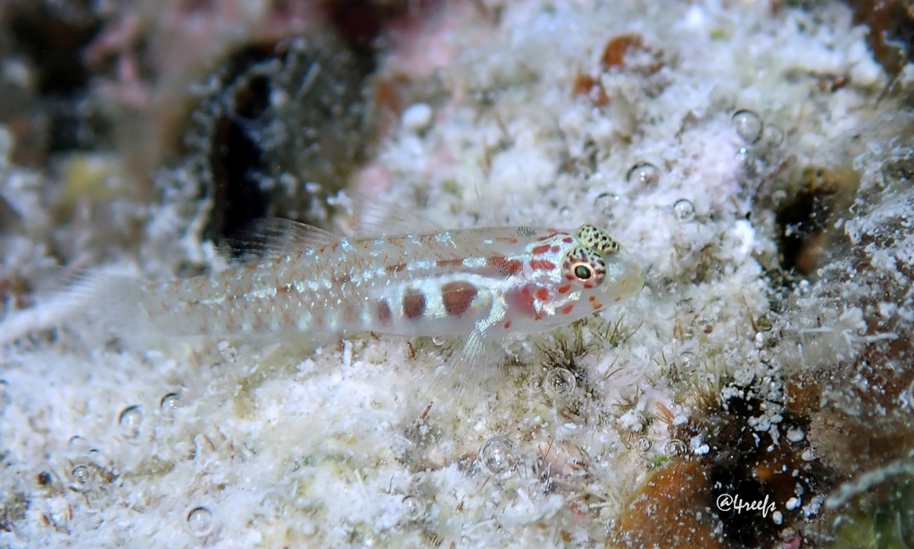 Headspot Eviota (Eviota melasma) - Marine Life Identification
