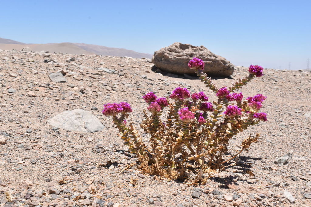 Cistanthe salsoloides from Antofagasta, Chile on December 8, 2019 at 01 ...