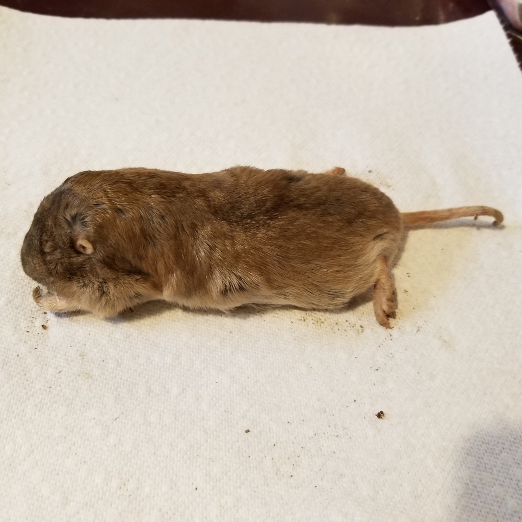 Plains Pocket Gopher from Robinson, TX 76706, USA on December 8, 2019 ...