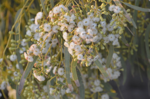 Eucalyptus victrix · iNaturalist United Kingdom