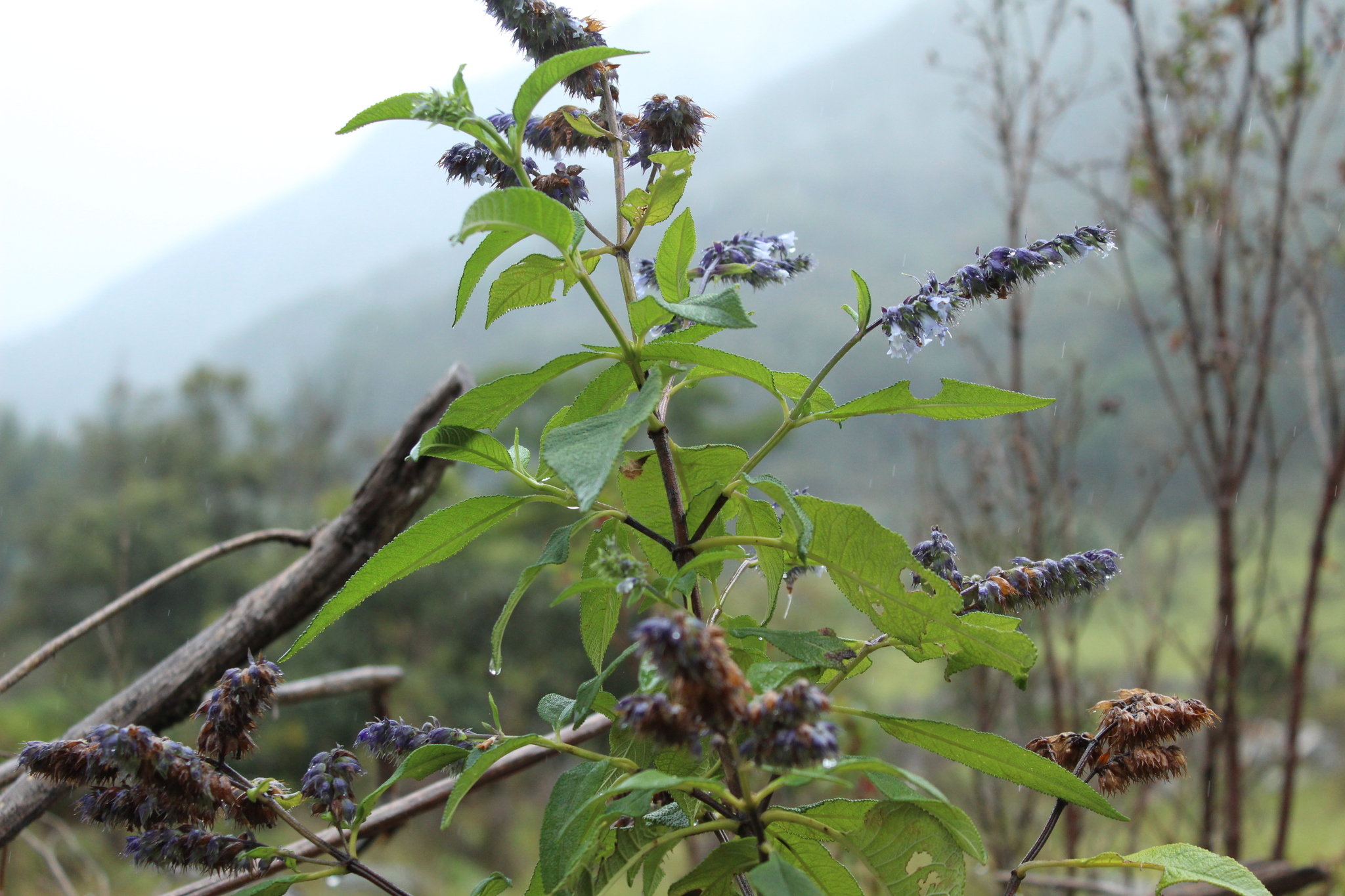 Lepechinia salviifolia (Kunth) Epling
