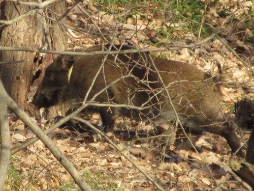 Korean Boar (Subspecies Sus scrofa coreanus) · iNaturalist