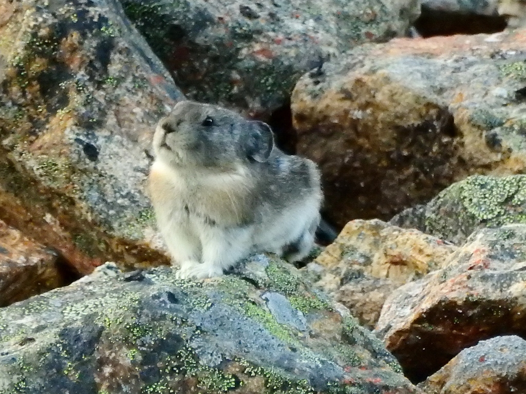 Collared Pika (Ochotona collaris) - Know Your Mammals