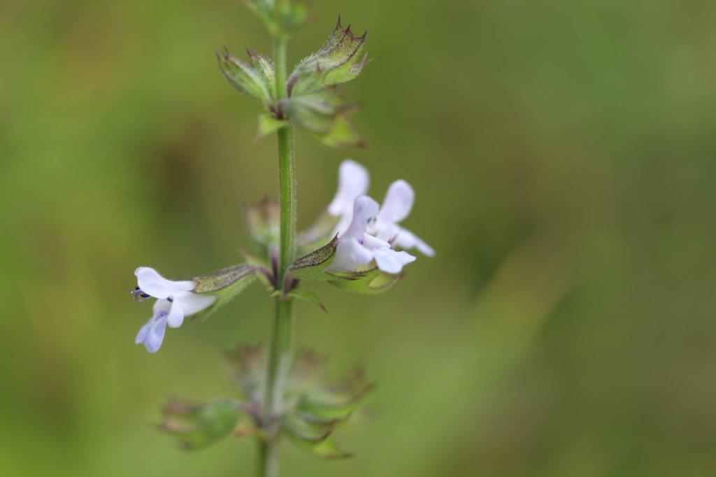 Creeping Sage (Plants of Lekwena Wildlife Estate) · iNaturalist