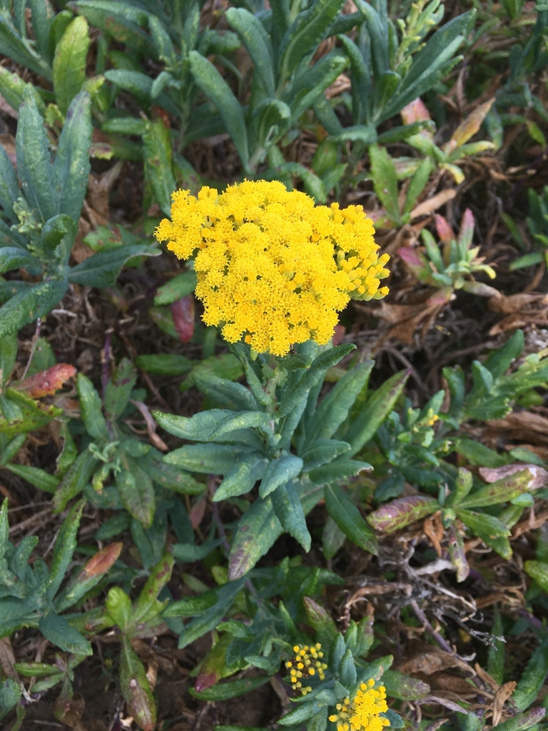 Scented Groundsel from 大奥特威国家公园, Cape Otway, VIC, AU on December 9 ...