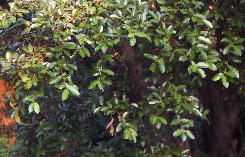 (Ficus trigonata) - Botanical Realm