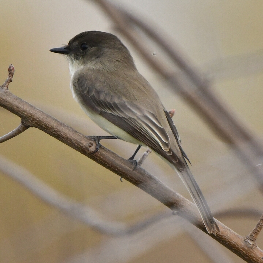 Eastern Phoebe from Fort Worth, TX, USA on December 08, 2019 at 03:58 ...