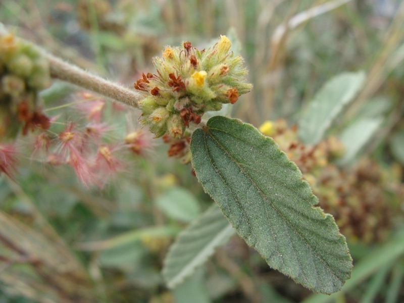 Sleepy Morning from Tepexi de Rodriguez, Puebla on July 18, 2013 by ...