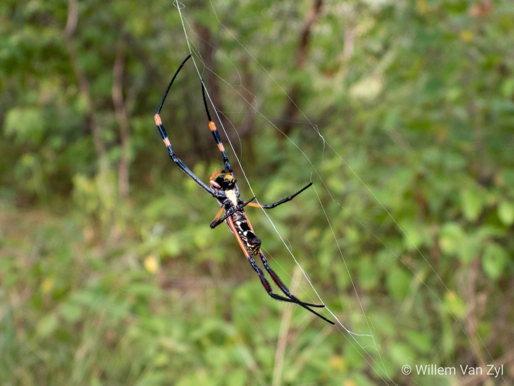 banded-legged golden orb-web spider from Bosveld, South Africa on ...