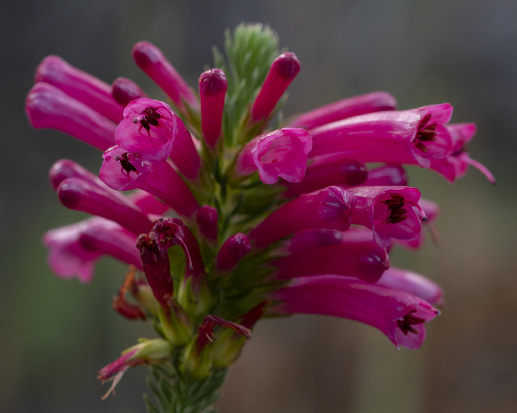 Erica abietina atrorosea (Peninsula Sandstone Fynbos) · iNaturalist NZ