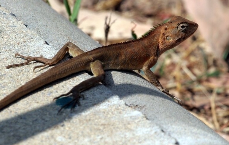 Oriental Garden Lizard from Muang Nakhon Sawan, TH-NS, TH on December 8 ...