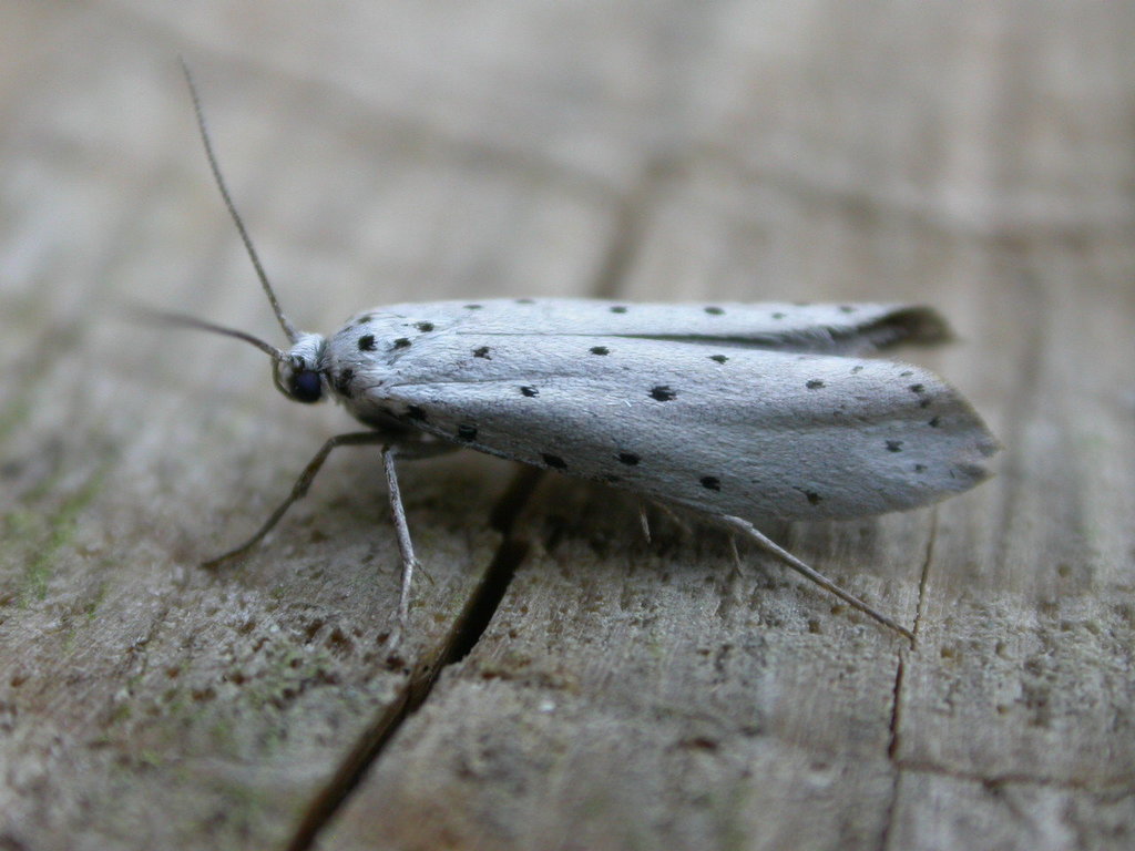 Cherry Ermine (Moths and Butterflies at Meadowside Nature Center ...