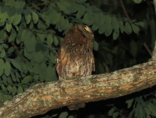 Subspecies Megascops choliba wetmorei · iNaturalist