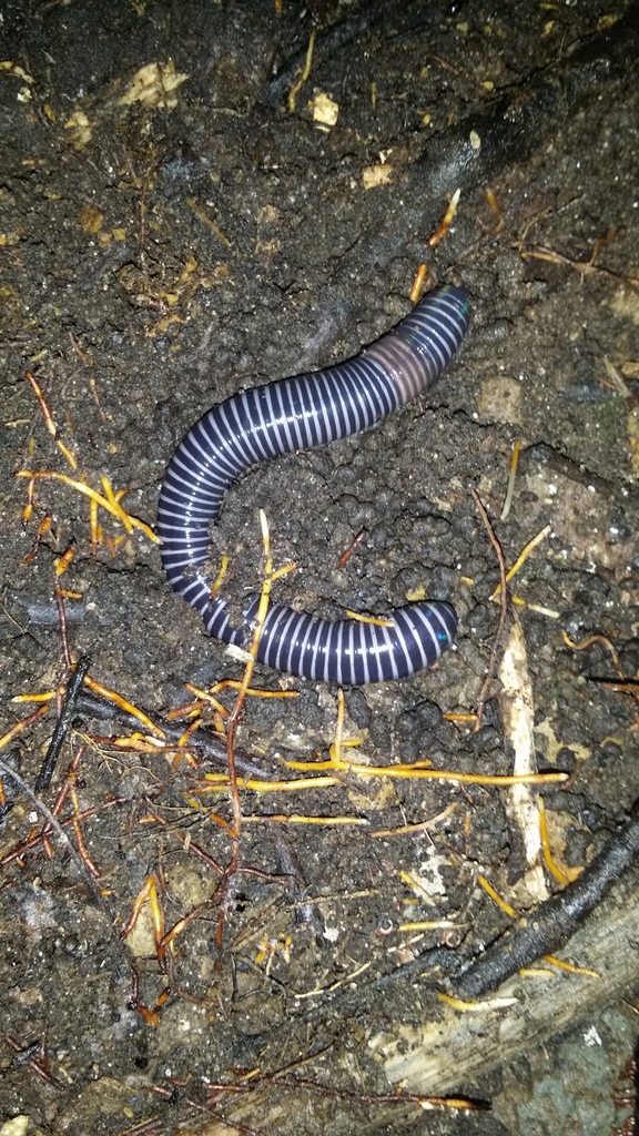 Fletcherodrilus unicus from Natural Bridge QLD 4211, Australia on ...