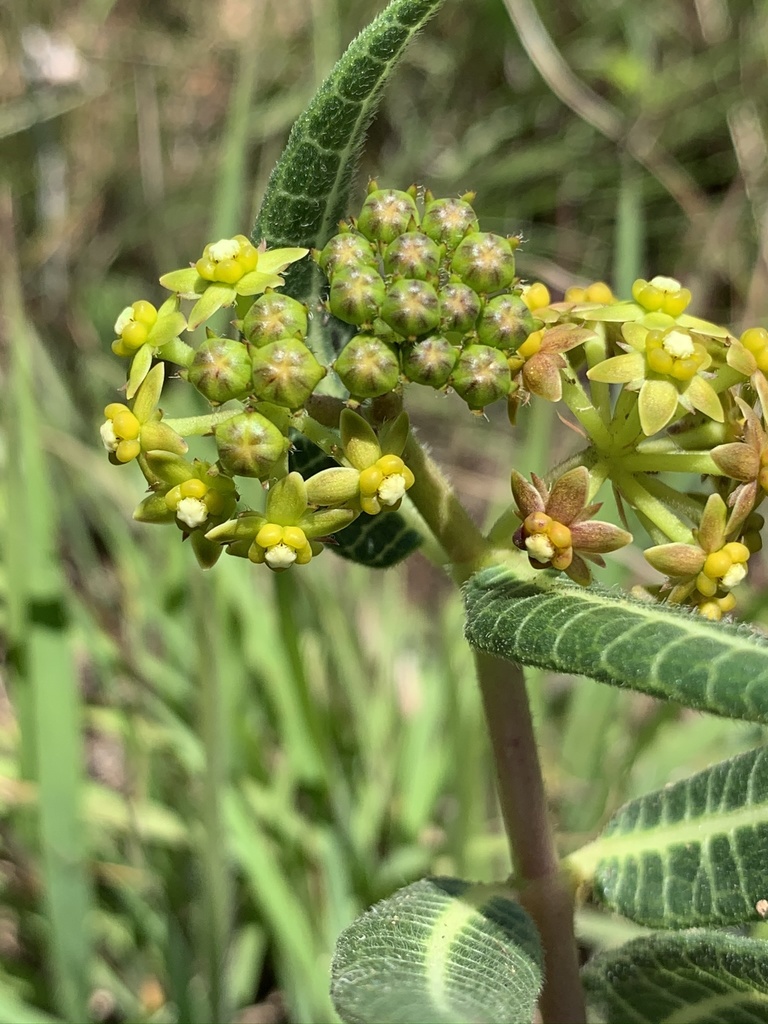 Xysmalobium asperum from MP, ZA on November 24, 2019 at 10:30 AM by ...