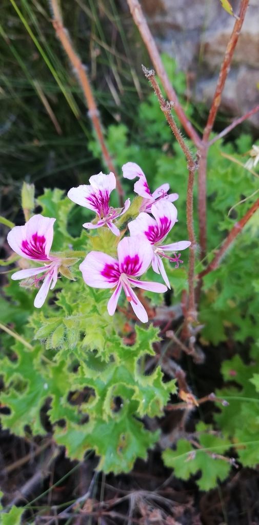 Pelargonium scabroide from Dasbosch on December 9, 2019 at 09:59 AM by ...