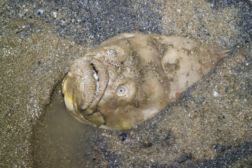 Long-nosed Stargazer (Ichthyscopus lebeck) - Marine Life Identification