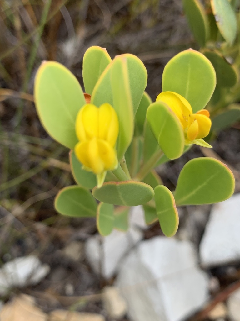 Round Cape Widowpea (Rafnia capensis ovata) - Botanical Realm