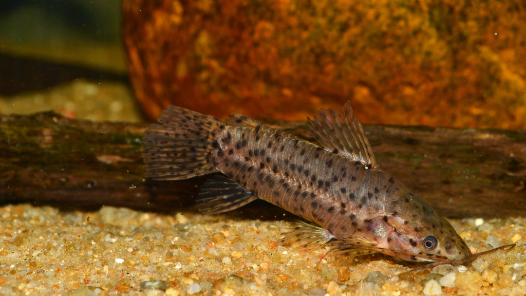 Dwarf Hoplo (Lepthoplosternum pectorale) - Marine Life Identification