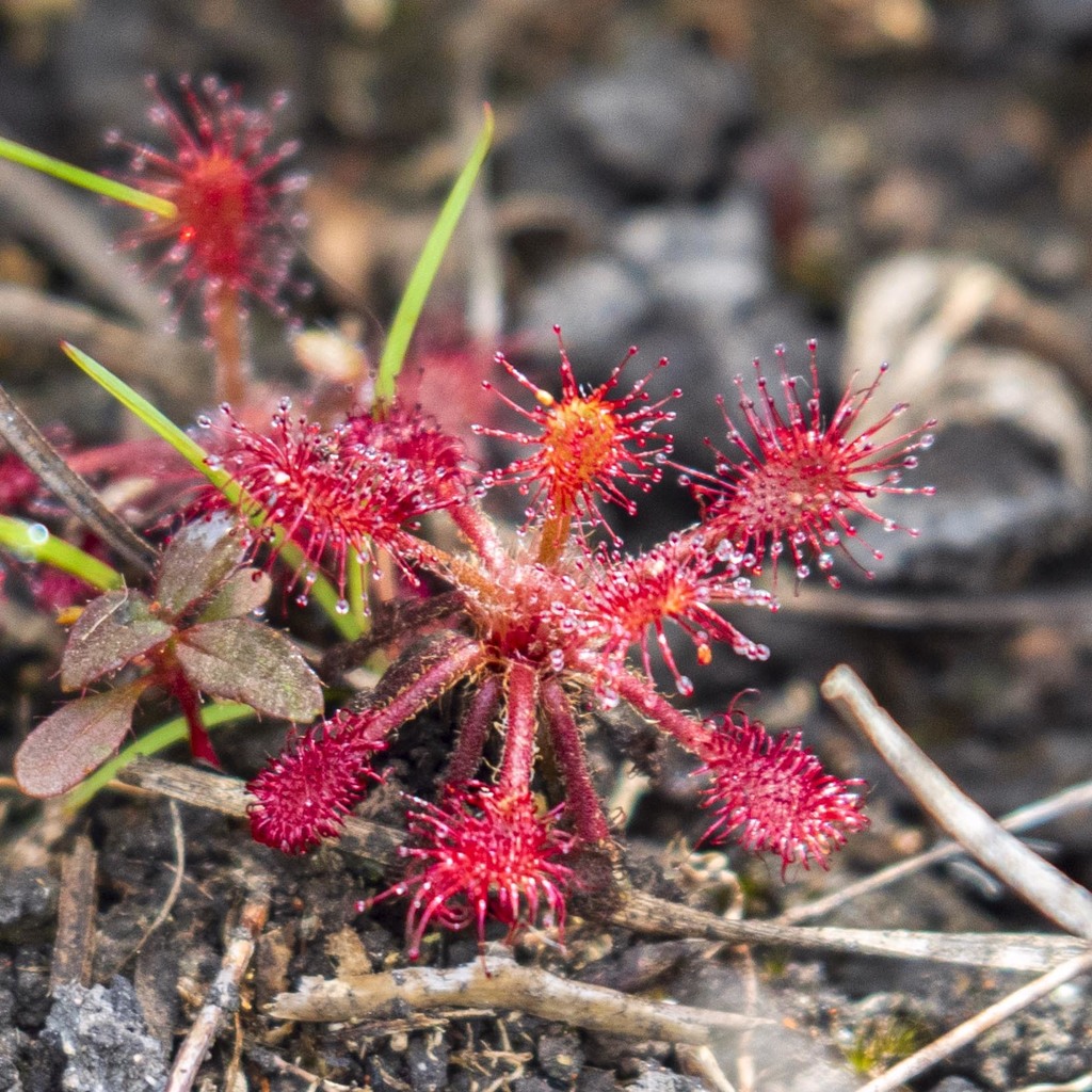 Drosera communis from Brasília - DF, Brasil on November 17, 2019 at 07: ...