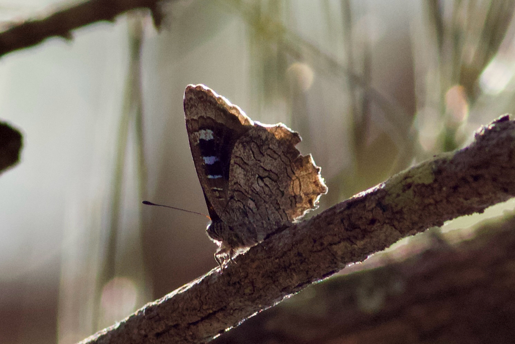Bright Purple Azure from Rosenthal-Clifton Rd, Leyburn, QLD, AU on ...
