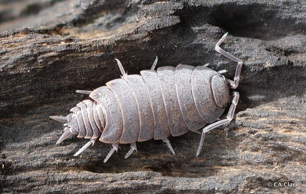 Porcellionides pruinosus (Isopoda (Woodlice) of the Chagos Archipelago ...