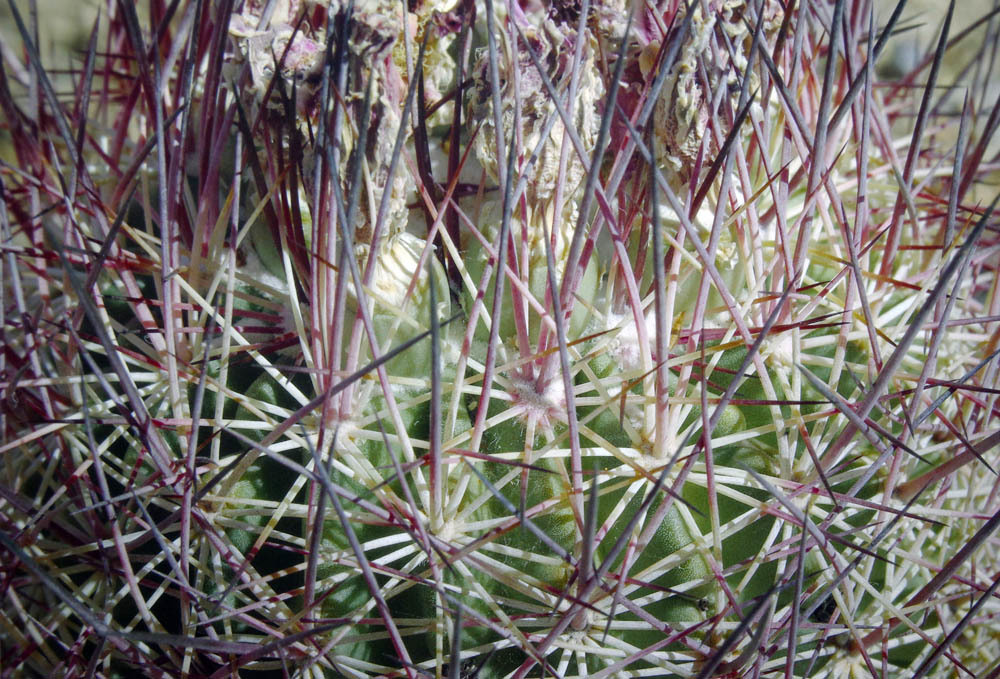 Acuña Cactus in December 2019 by hankjorgensen · iNaturalist