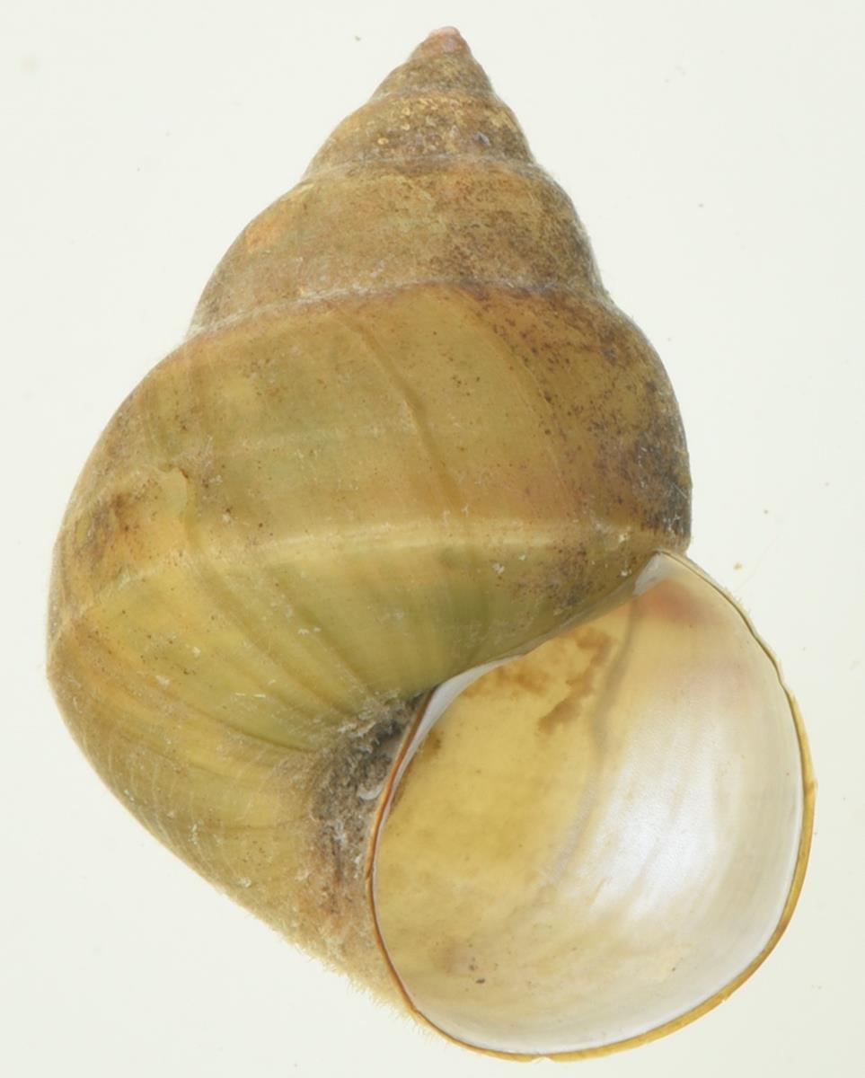 Bellamya capillata (Frauenfeld, 1865)