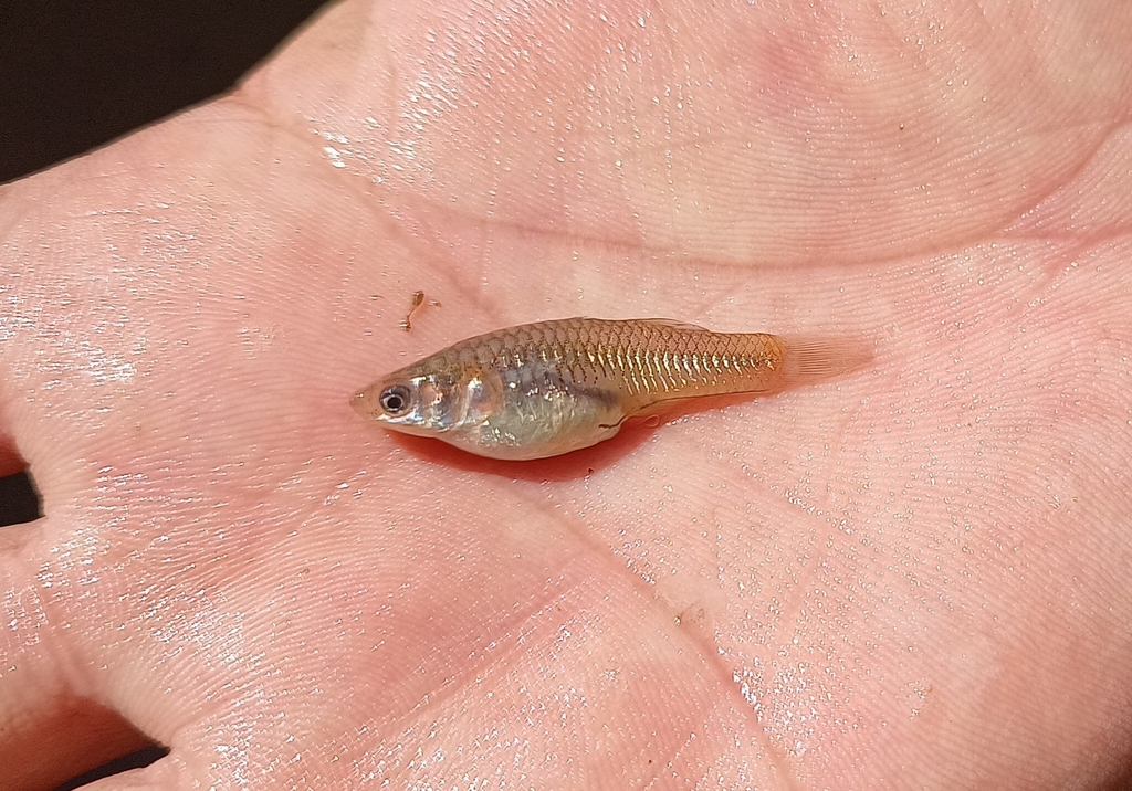 Gila Topminnow from 83365 Son., México on October 5, 2025 at 11:35 AM ...