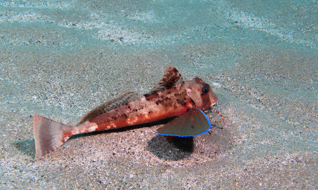 Real Monstrosities: Sea Robin | atelier-yuwa.ciao.jp