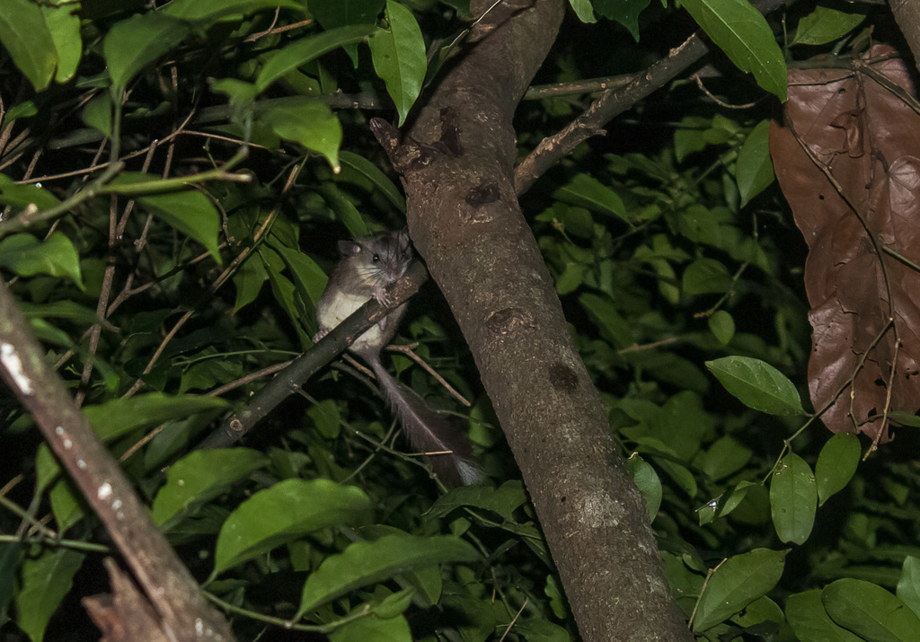 Malabar Spiny Dormouse in December 2017 by Sreejith Allipra · iNaturalist