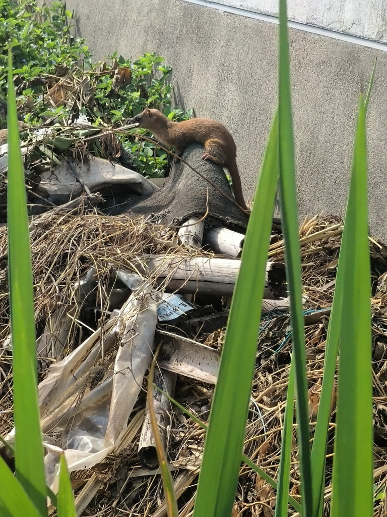 Siberian Weasel from Shanghai, Shanghai, CN on October 2, 2025 at 09:21 ...