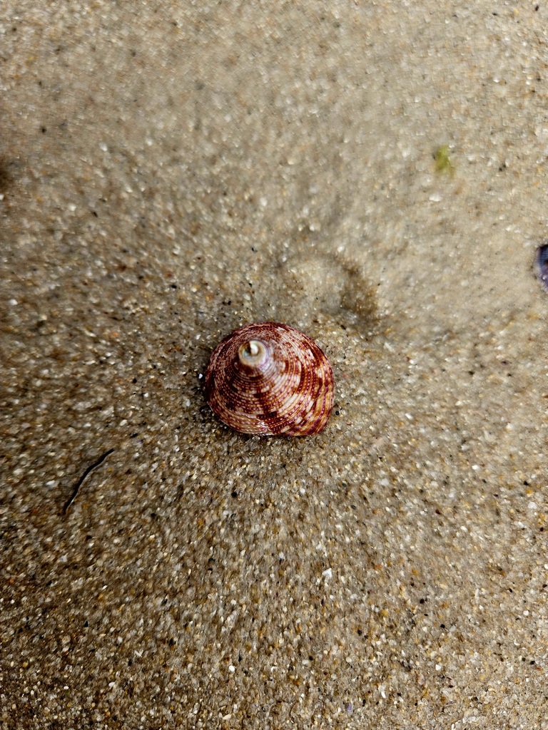 Astele rubiginosa from Normanville Beach SA Australia on October 7 ...