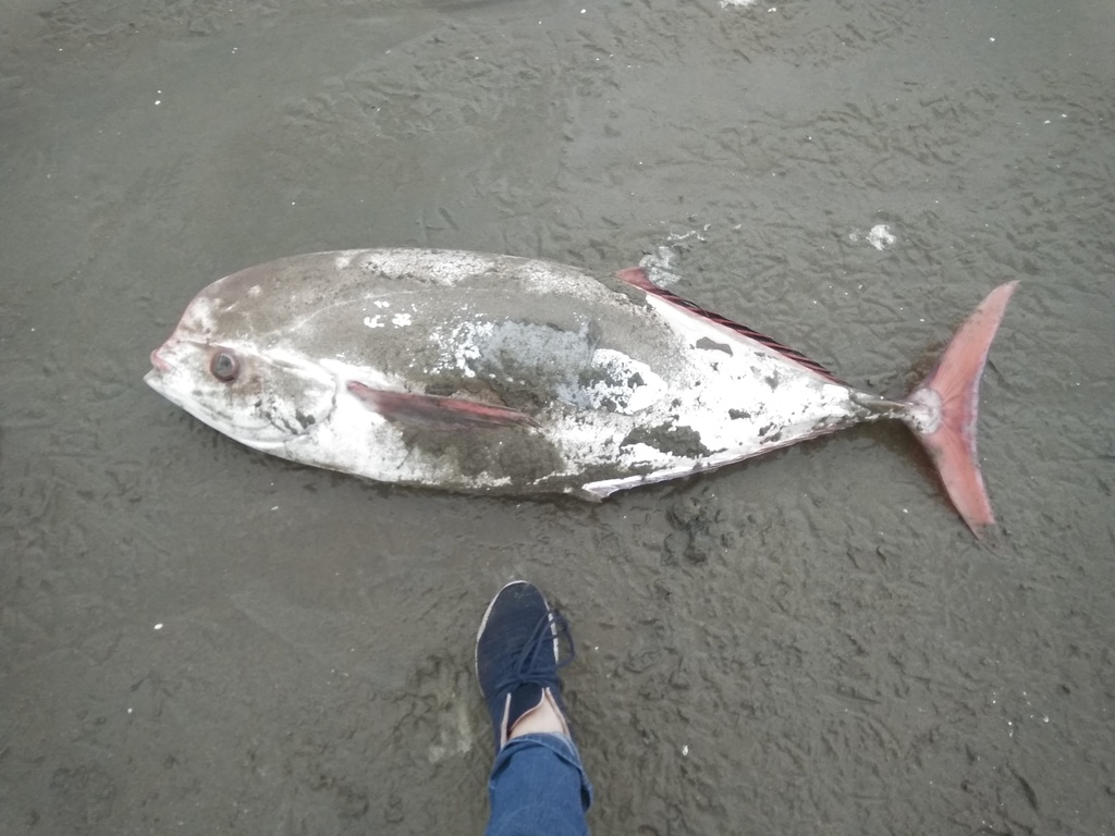 Louvar (Luvarus imperialis) - Marine Life Identification